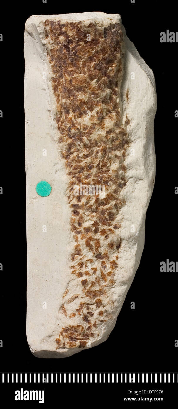 Trace fossil left by a Cretaceous worm Stock Photo - Alamy