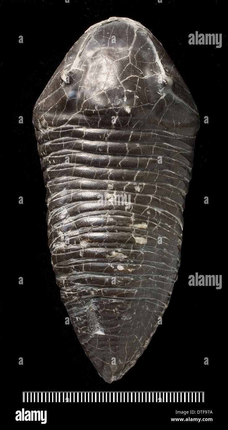 Trimerus hi-res stock photography and images - Alamy