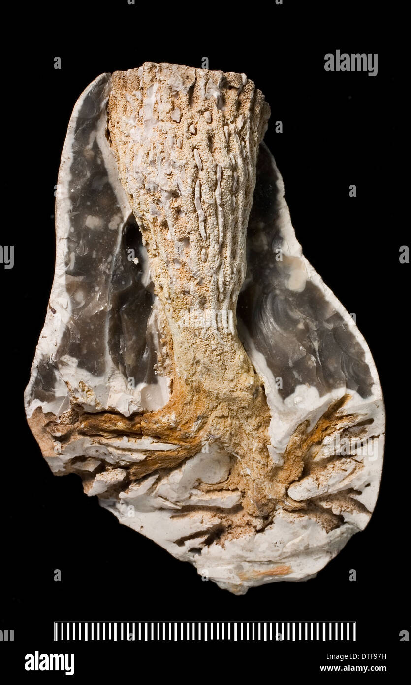 Fossil Sponge Stock Photos & Fossil Sponge Stock Images - Alamy