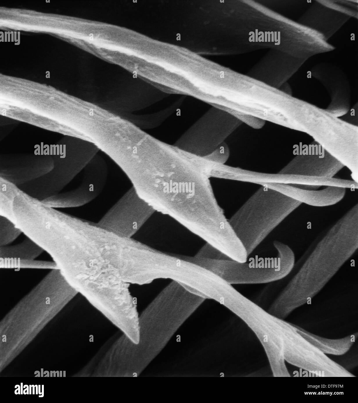 Bird feather micrograph hi-res stock photography and images - Alamy
