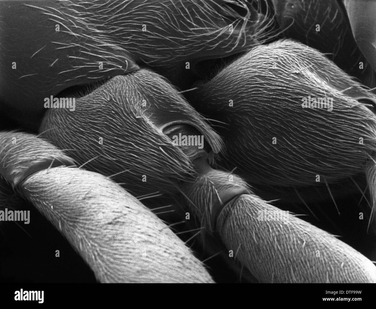 Microscope ant hi-res stock photography and images - Alamy