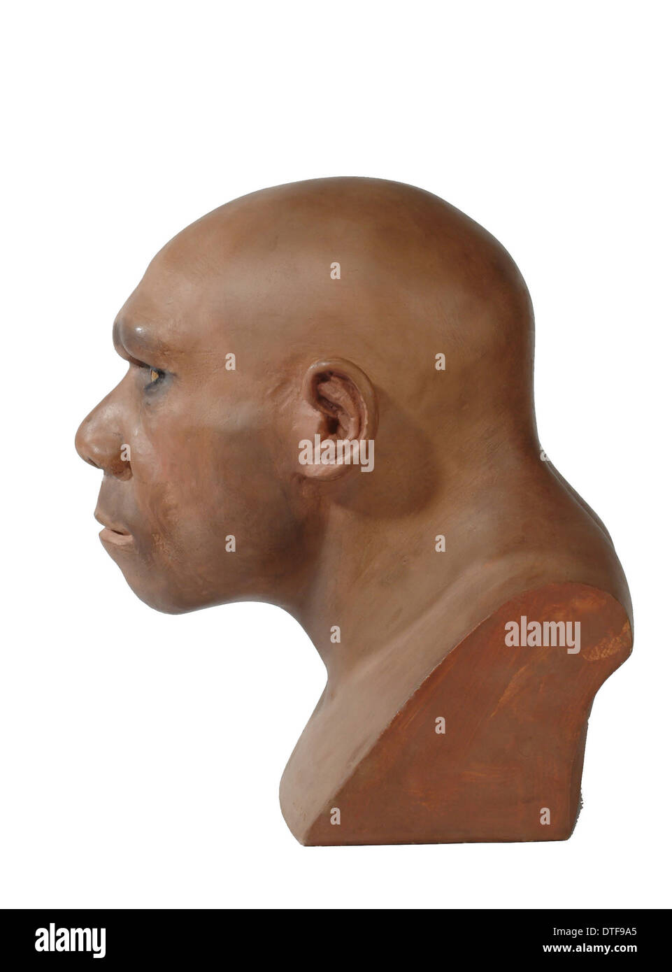 Human evolution ape man hi-res stock photography and images - Alamy