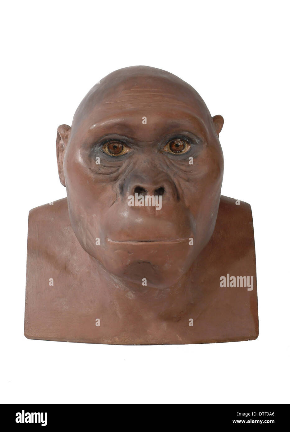 Hominid australopithecus Cut Out Stock Images & Pictures - Alamy