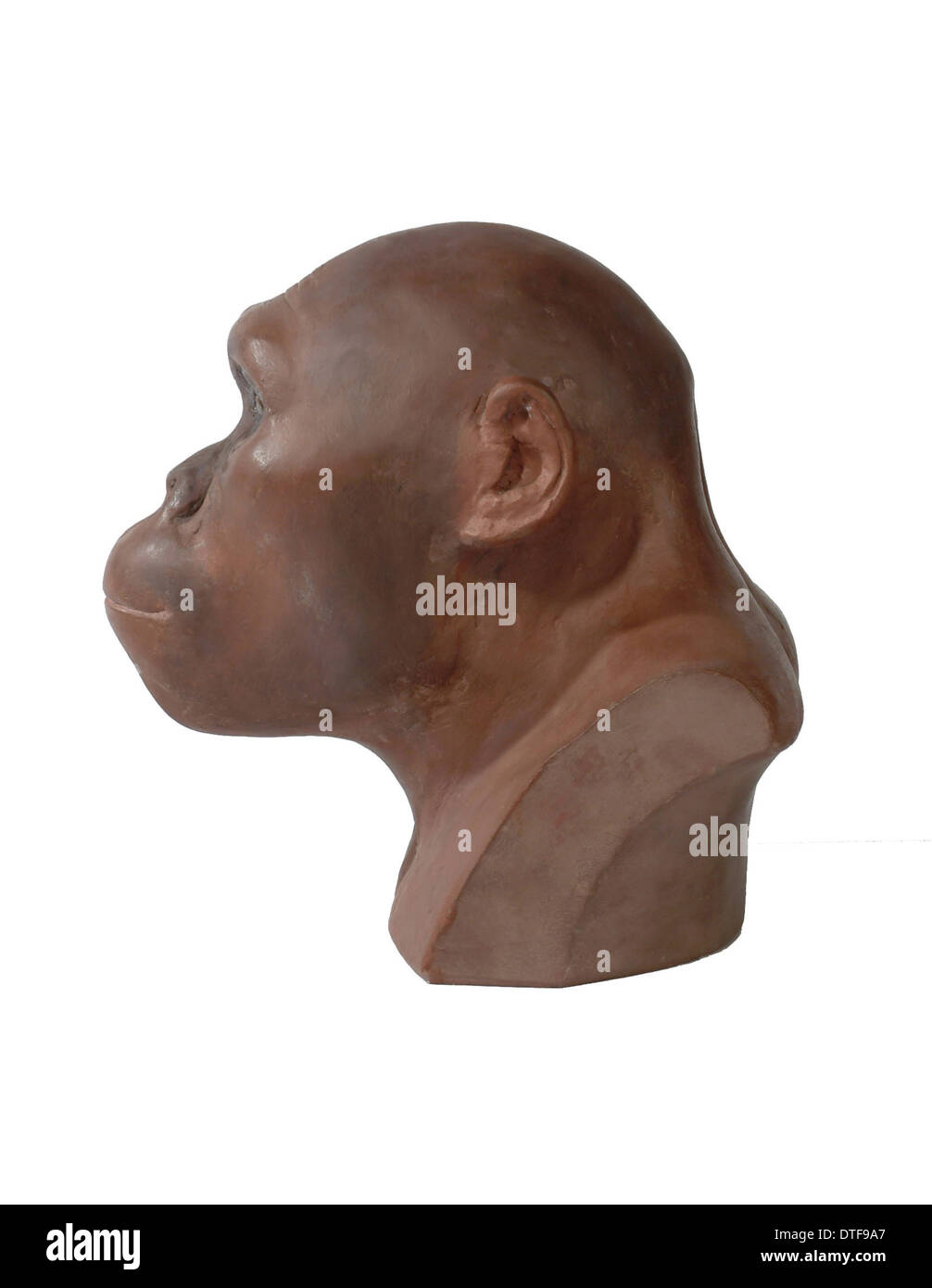 Hominoid hi-res stock photography and images - Alamy