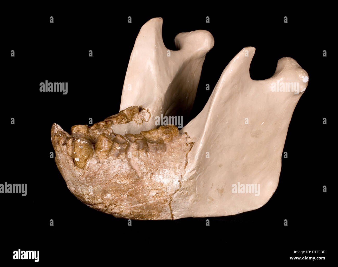 Gigantopithecus High Resolution Stock Photography and Images - Alamy