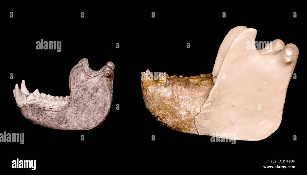 Gigantopithecus Skeleton