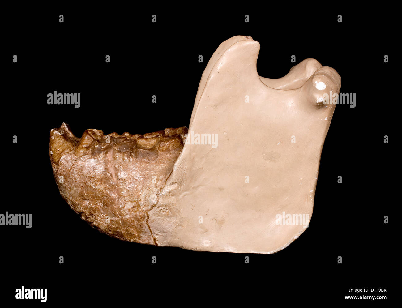 Gigantopithecus hi-res stock photography and images - Alamy