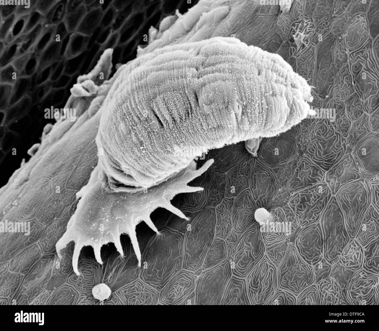 Platyhelminthes Monogenea