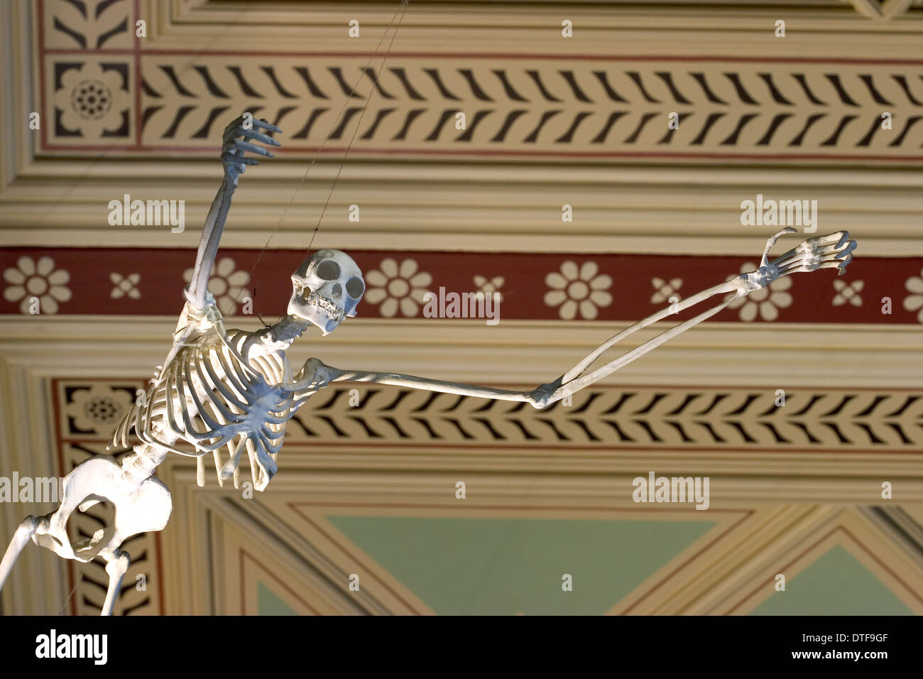 Gibbon anatomy hi-res stock photography and images - Alamy