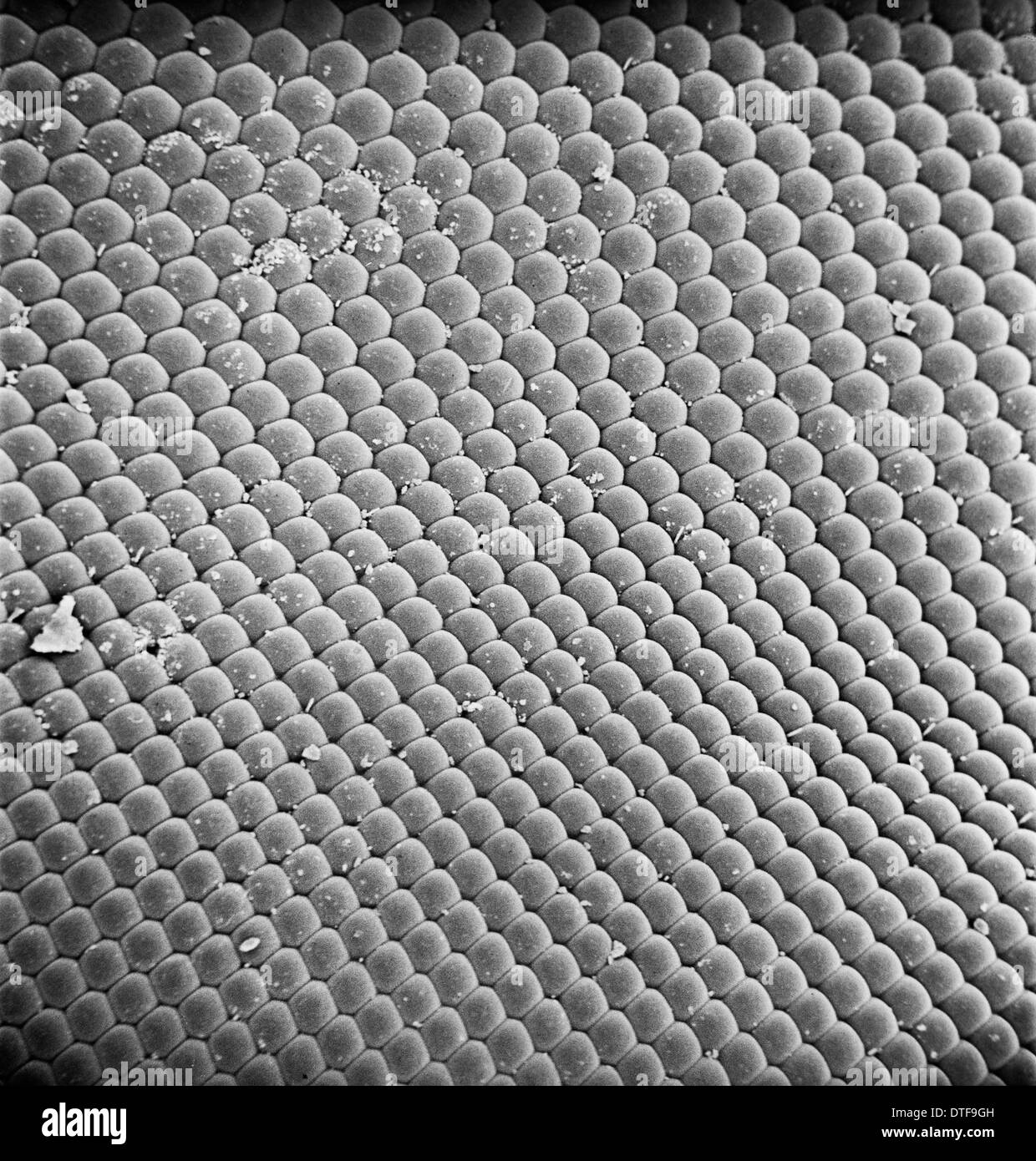 Blowfly microscope hi-res stock photography and images - Alamy