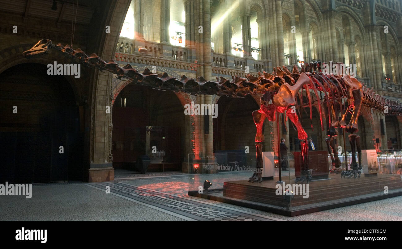 Diplodocus hi-res stock photography and images - Alamy