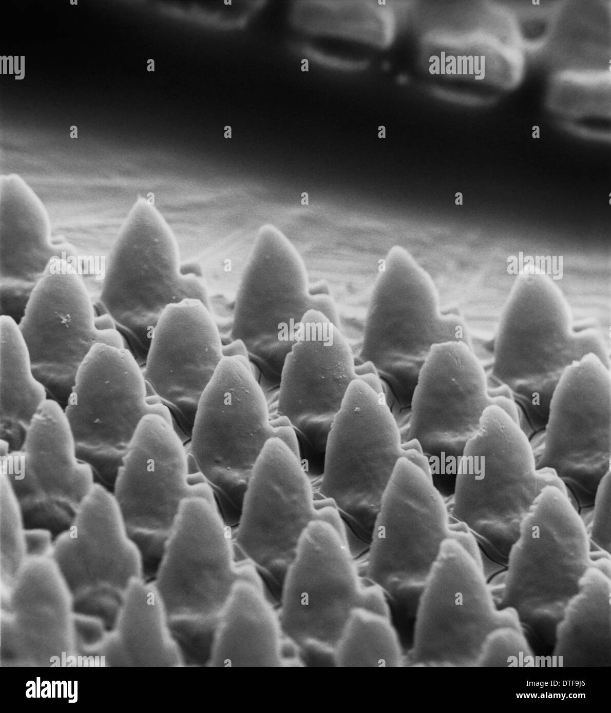 The teeth Black and White Stock Photos & Images - Alamy