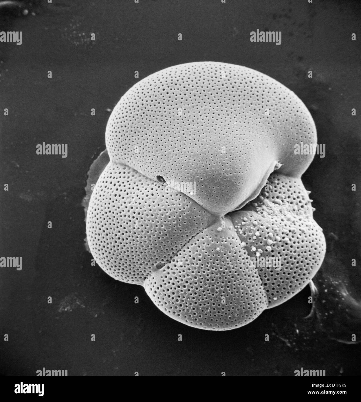 Planktonic foraminifera hi-res stock photography and images - Alamy