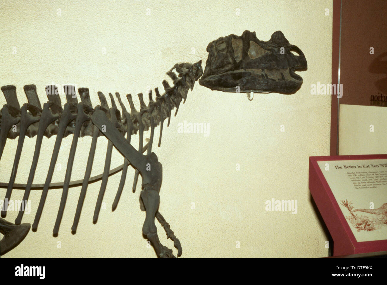 Ceratosaurus Skeleton