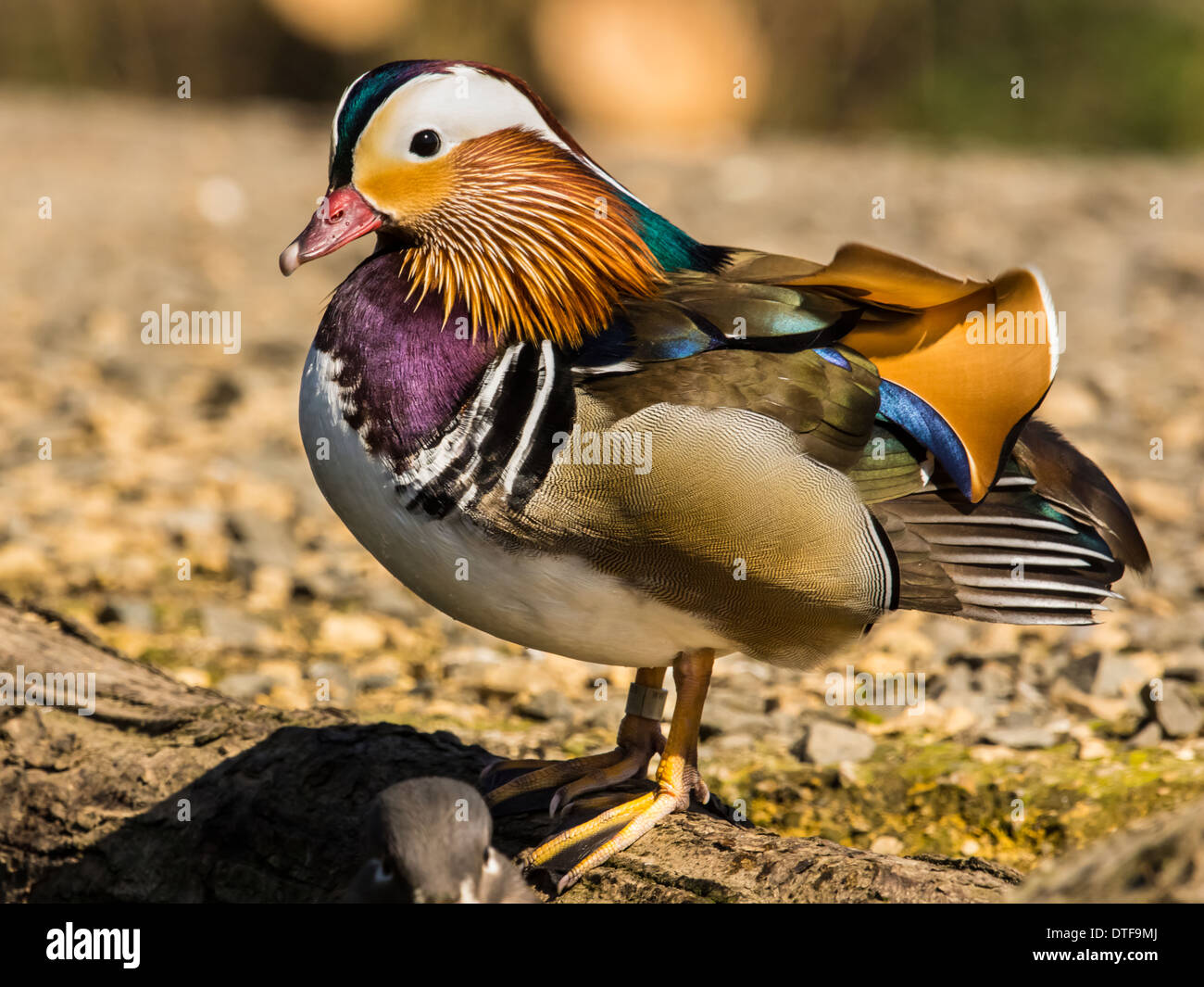 Hen mandarin duck hi-res stock photography and images - Alamy
