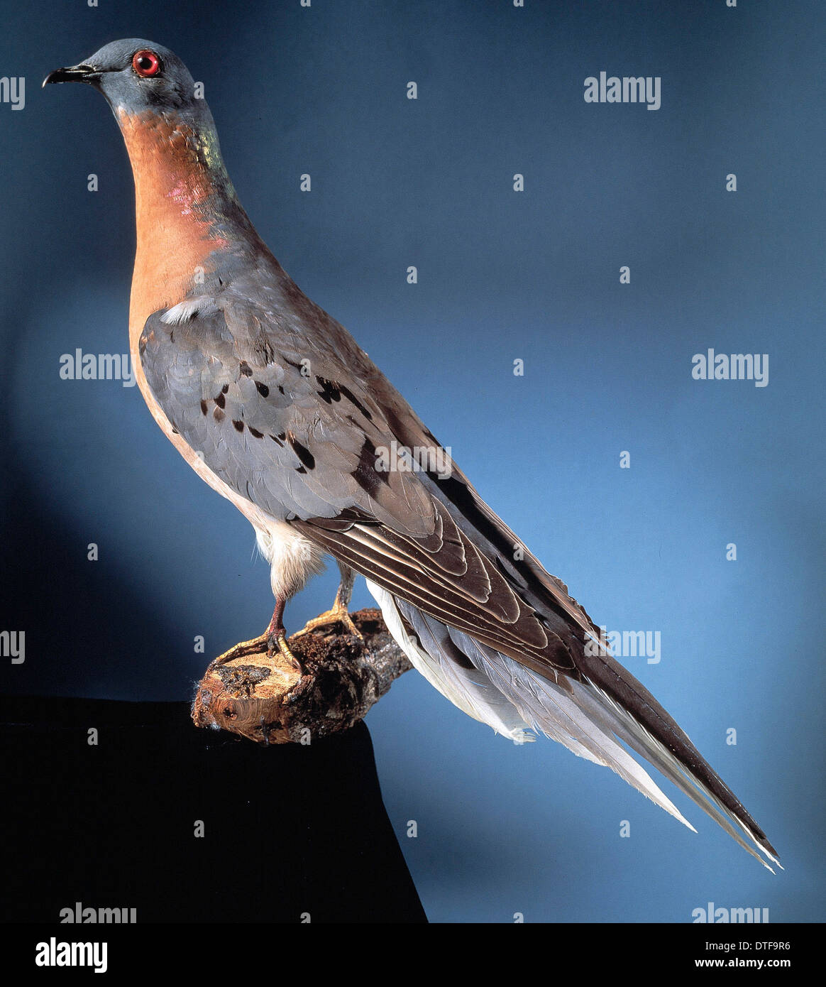 Passenger pigeon hi-res stock photography and images - Alamy