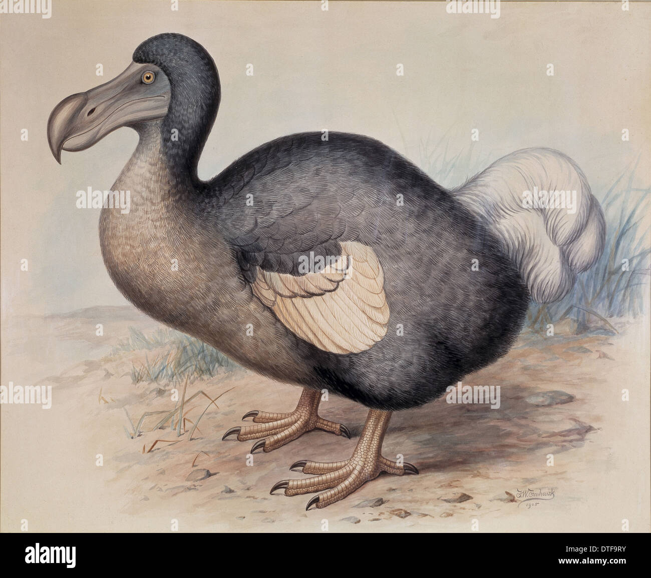 Raphus Cucullatus Dodo High Resolution Stock Photography and Images - Alamy