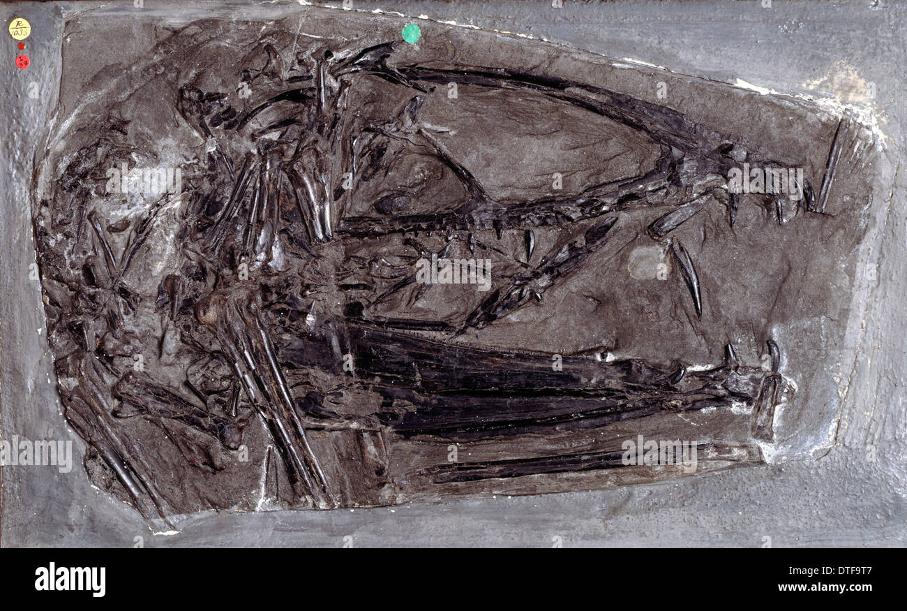 Dimorphodon skull hi-res stock photography and images - Alamy