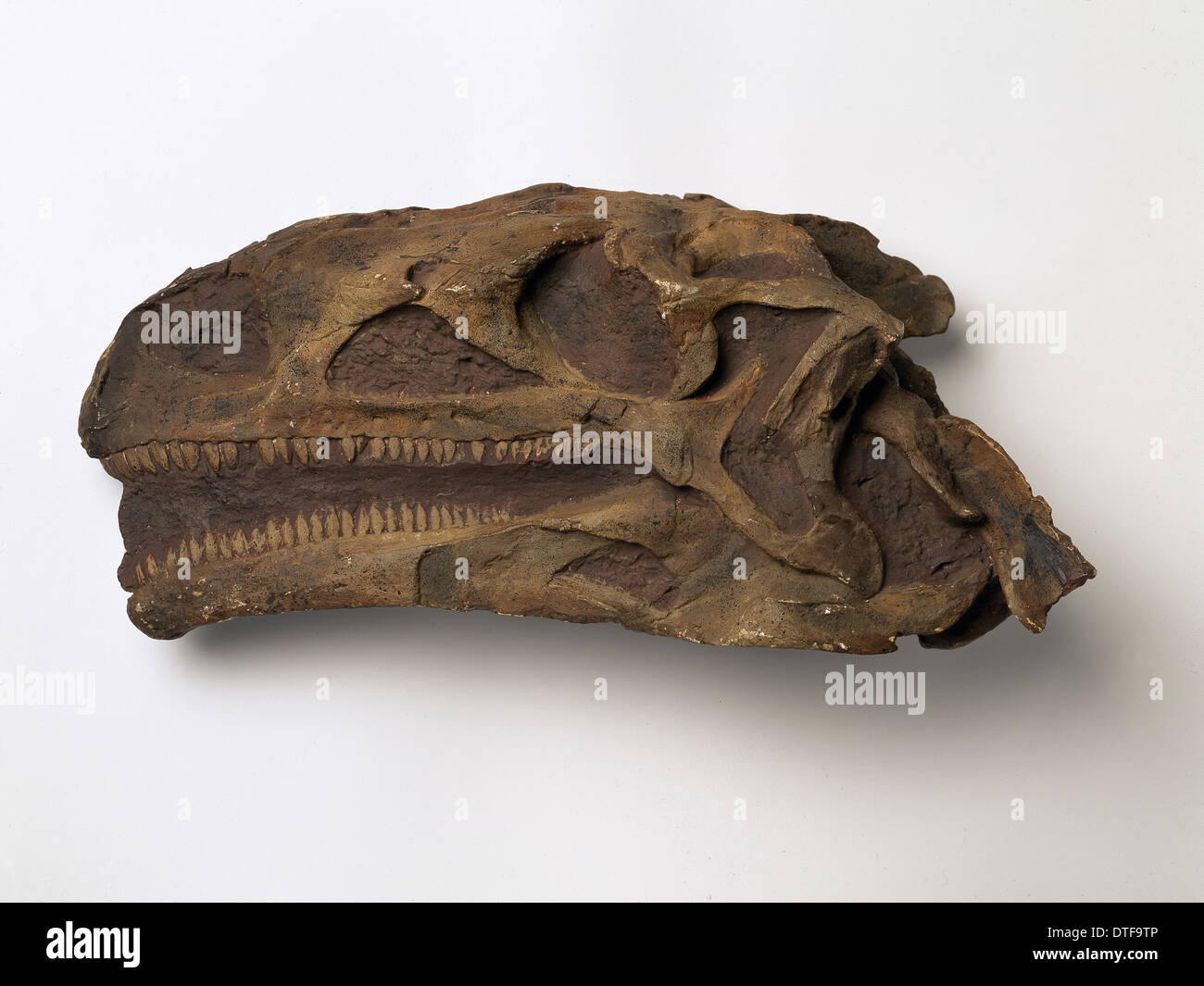 Plateosaurus High Resolution Stock Photography and Images - Alamy