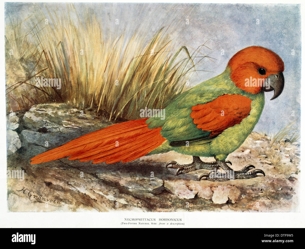 Necropsittacus borbonicus hi-res stock photography and images - Alamy