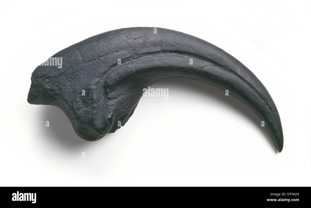 Dinosaur Claw High Resolution Stock Photography and Images - Alamy