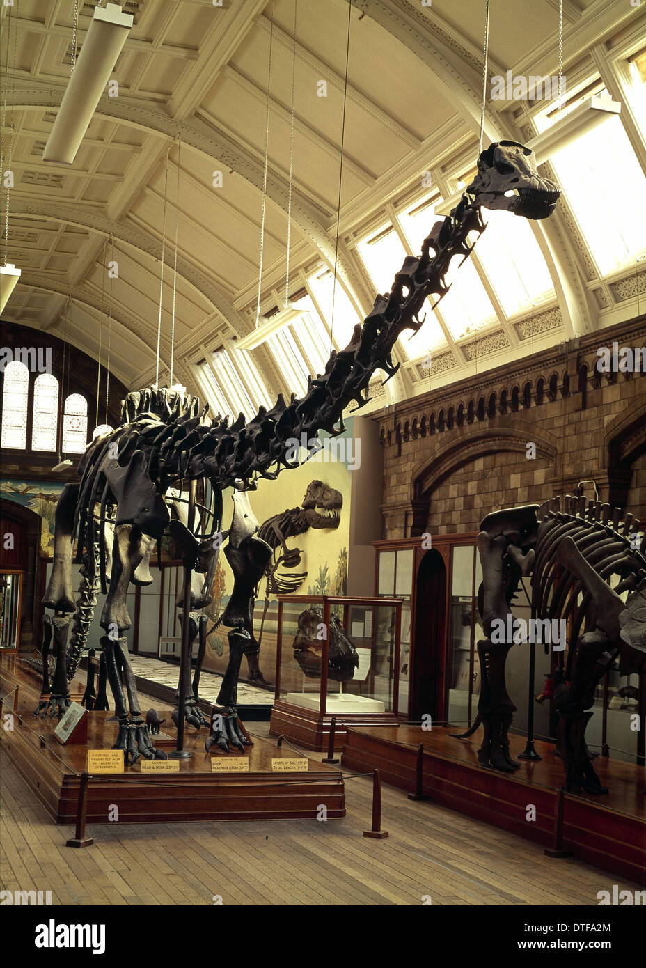 Diplodocus museum america hi-res stock photography and images - Alamy