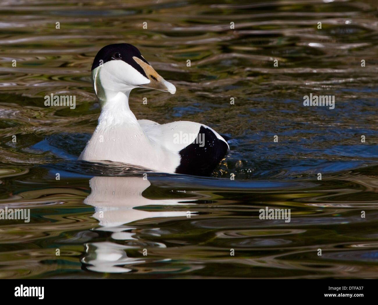 European Eider Duck (somateria mollissima mollissima) male Stock Photo ...