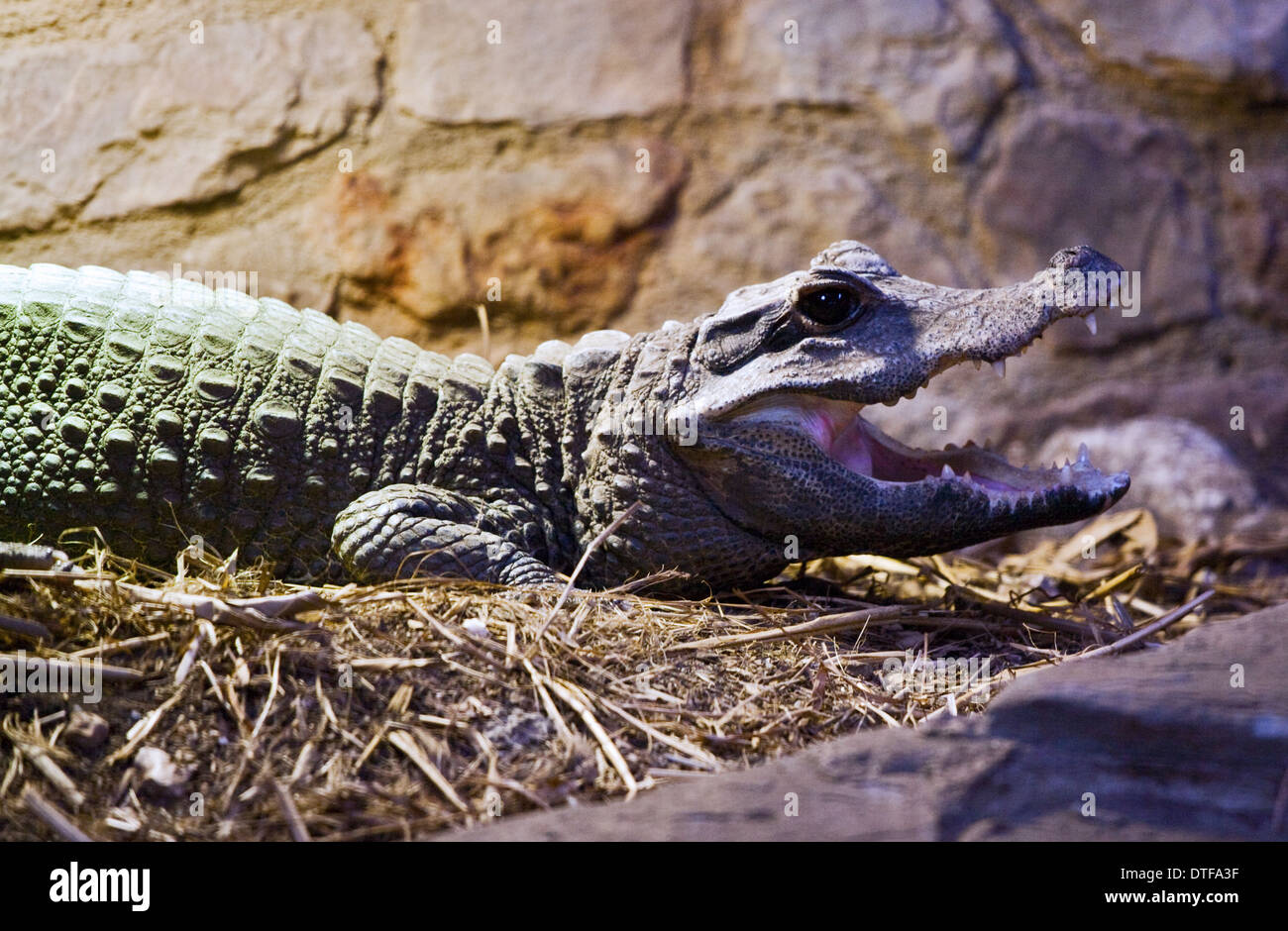 West African Dwarf Crocodile (osteolaemus tetraspis Stock Photo - Alamy