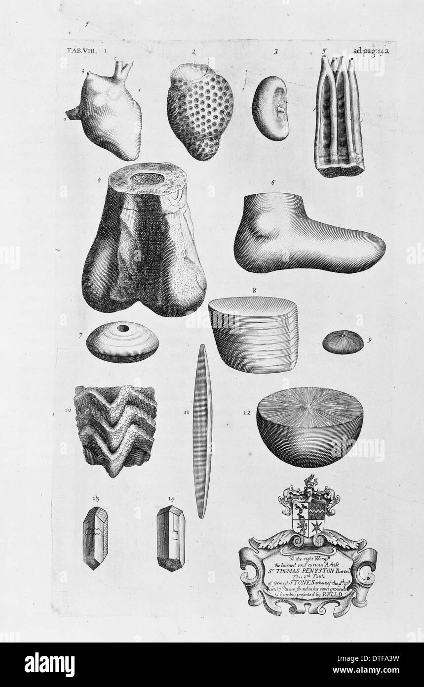 Megalosaurus thigh bone hi-res stock photography and images - Alamy