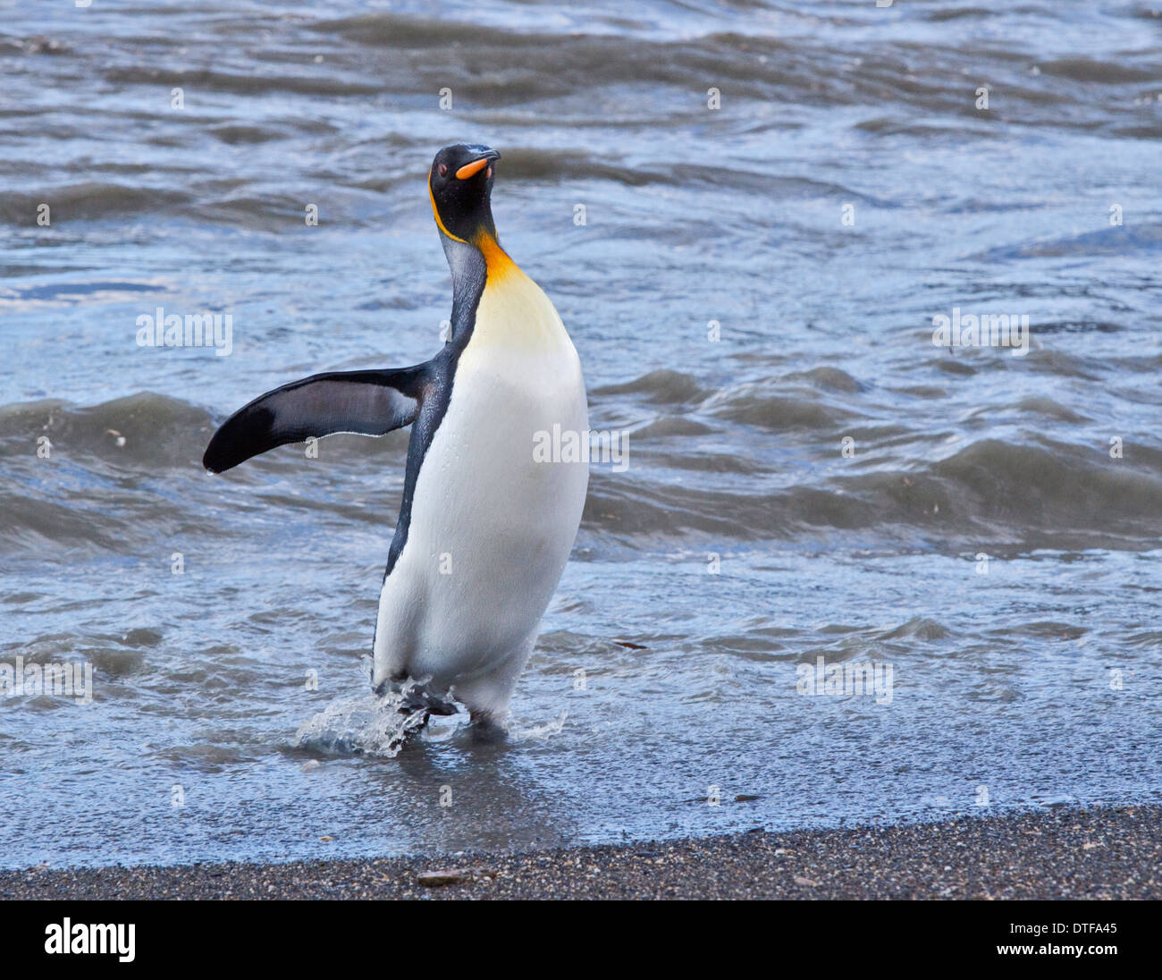 King Penguin (aptenodytes patagonicus), St Andrews Bay, South Georgia ...