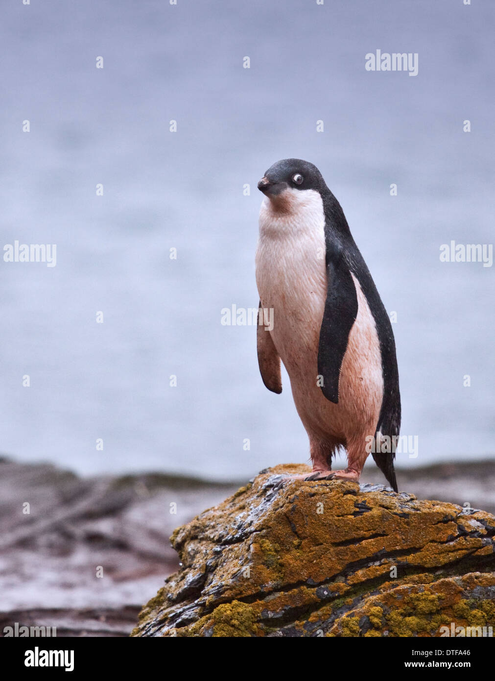Adelie Penguin (pygoscelis adeliae), Shingle Cove, Coronation Island ...