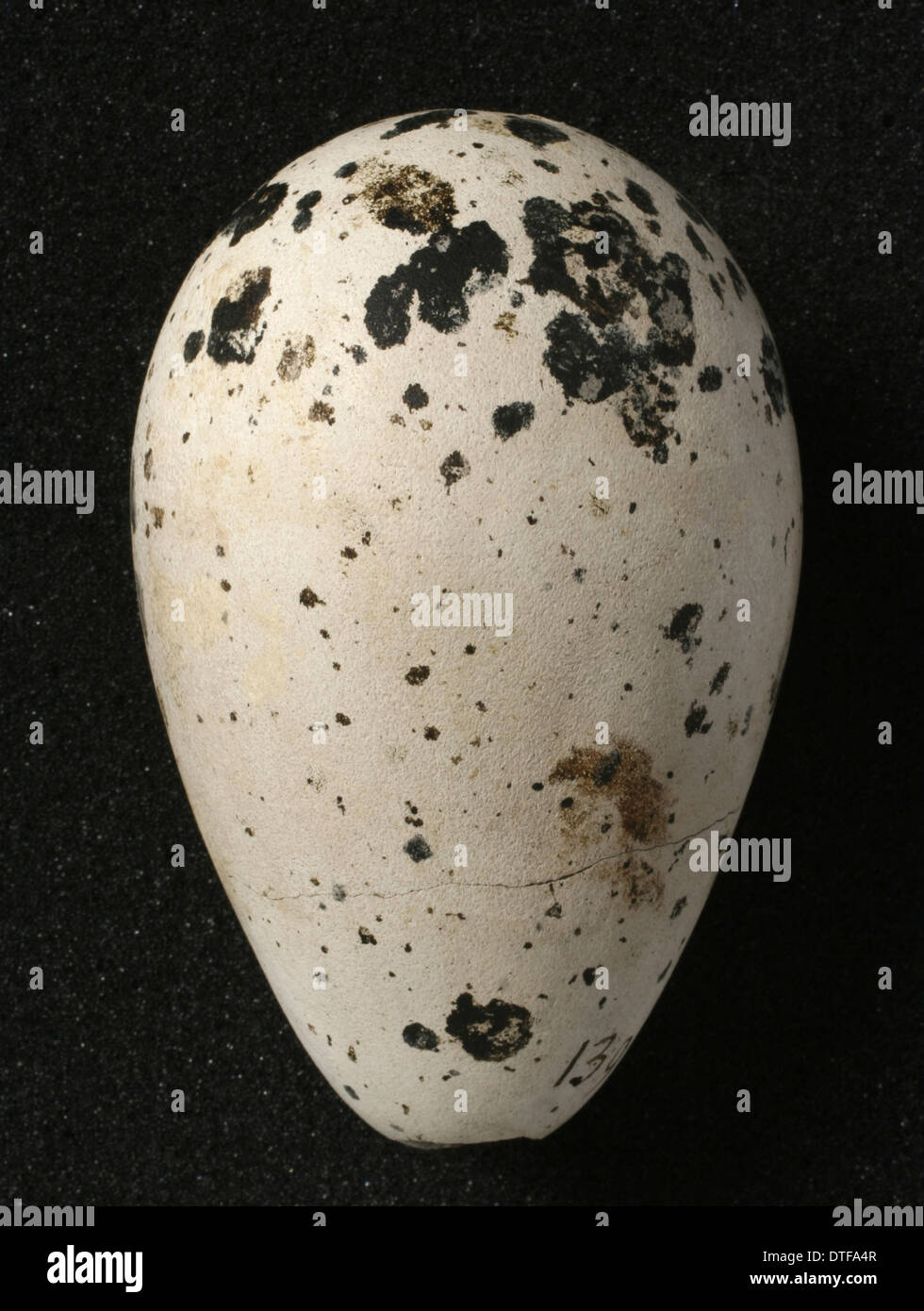 Egg great auk hi-res stock photography and images - Alamy