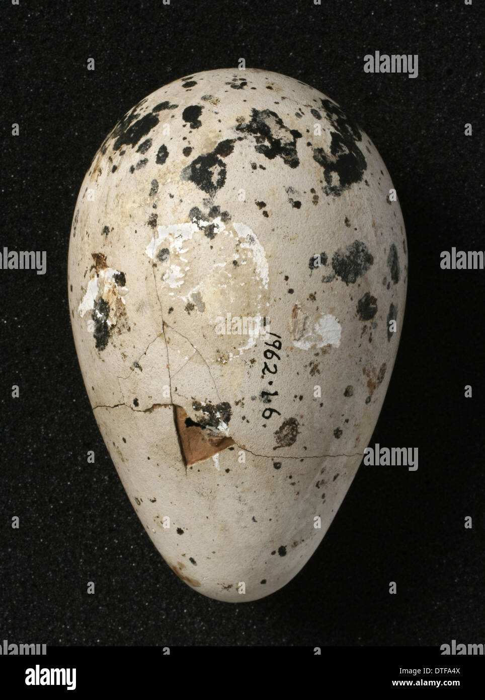 Egg great auk hi-res stock photography and images - Alamy
