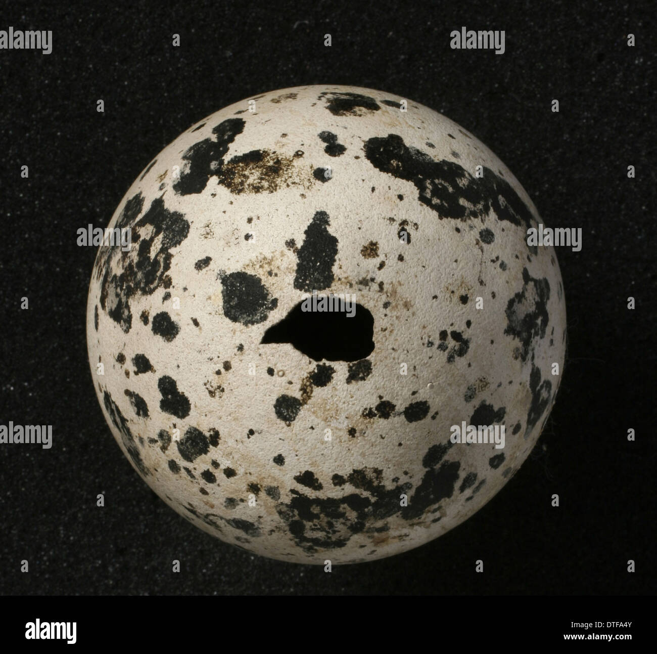 Egg great auk hi-res stock photography and images - Alamy