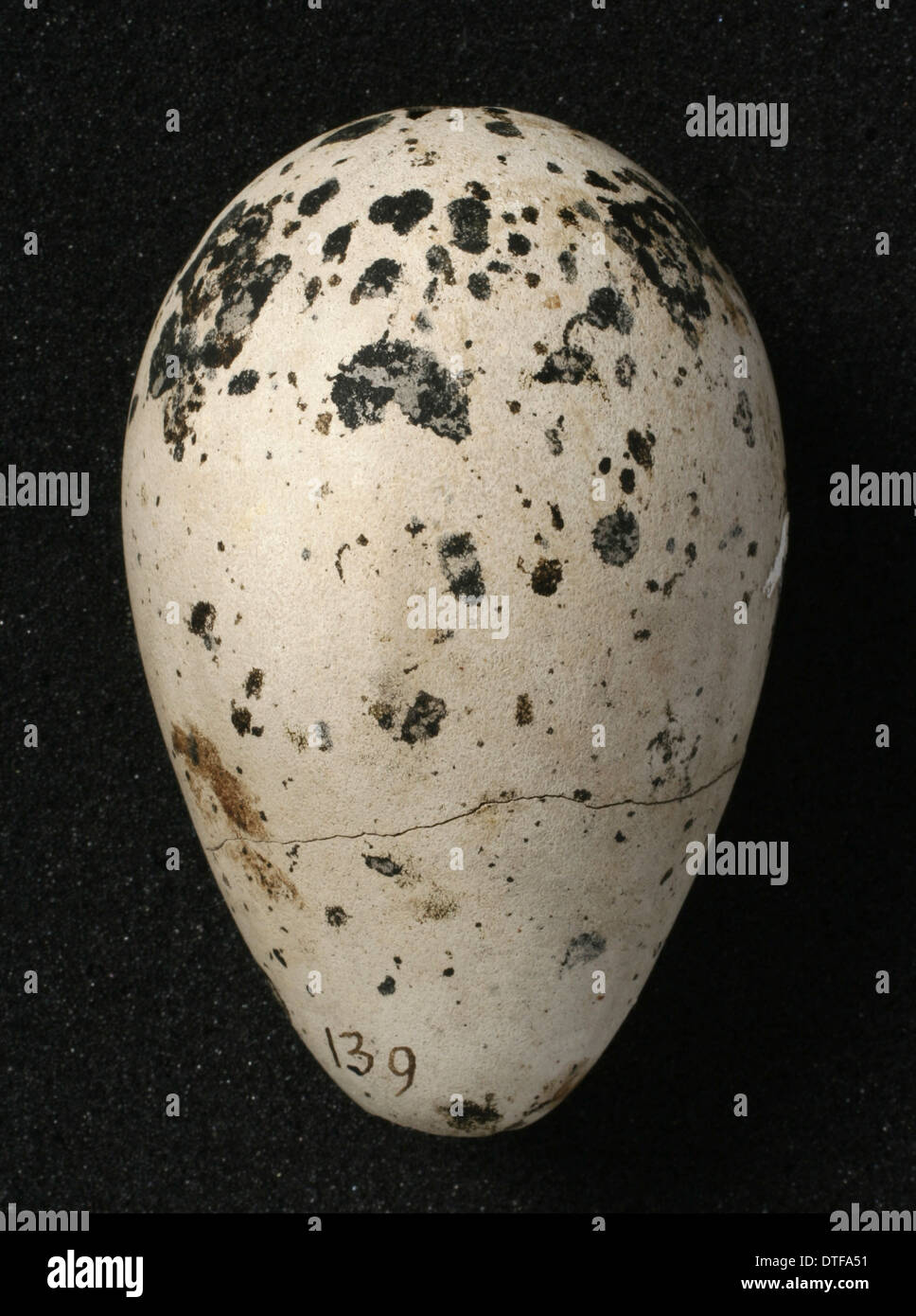 Pinguinus impennis, great auk Stock Photo - Alamy