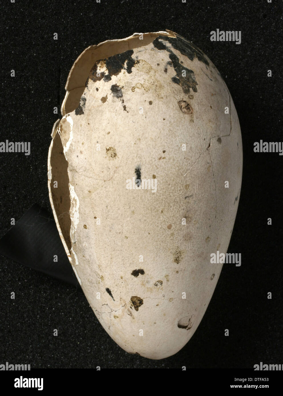 Egg great auk hi-res stock photography and images - Alamy