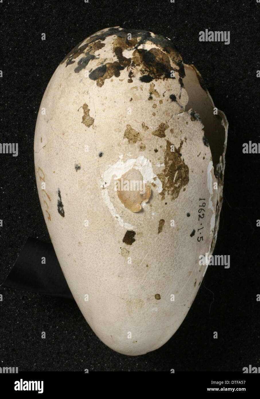 Egg great auk hi-res stock photography and images - Alamy