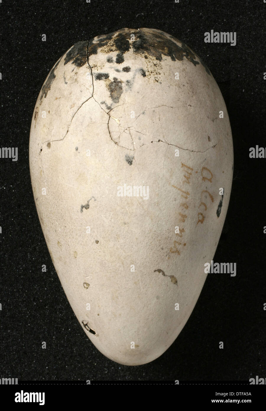 Egg great auk hi-res stock photography and images - Alamy