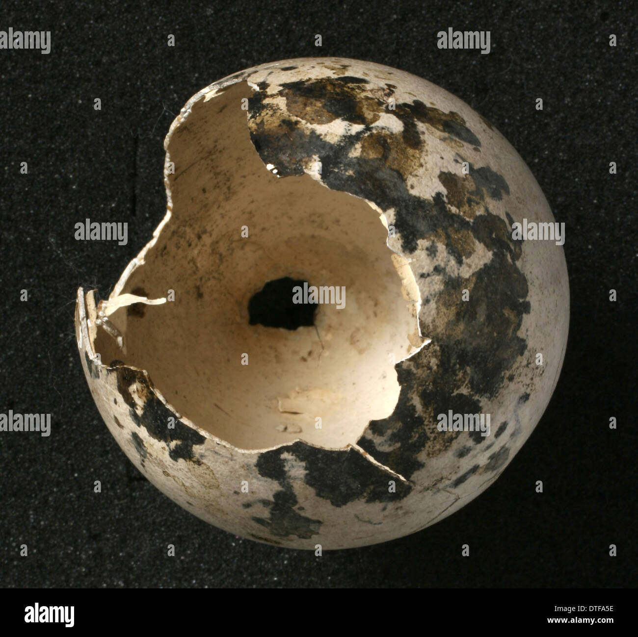 Egg great auk hi-res stock photography and images - Alamy