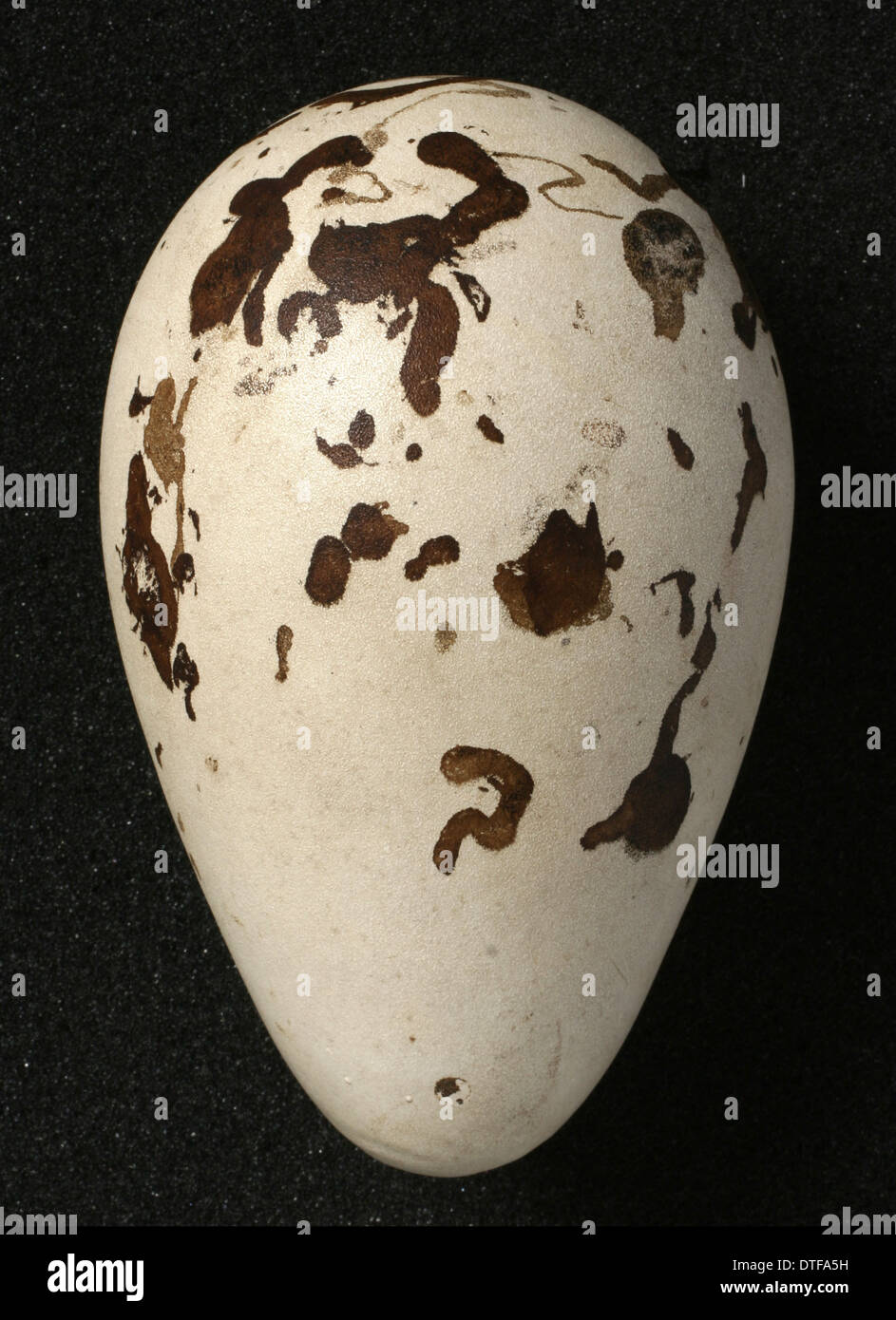 Pinguinus impennis great auk dtfa5h hi-res stock photography and images ...