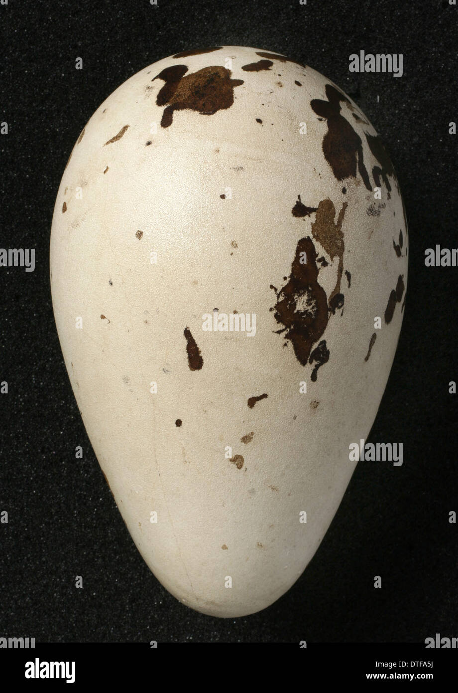 Egg great auk hi-res stock photography and images - Alamy