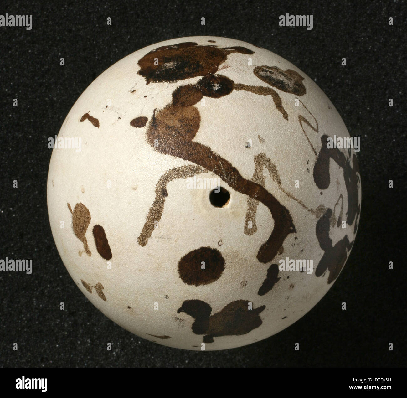 Egg great auk hi-res stock photography and images - Alamy