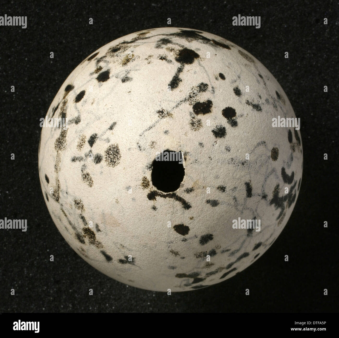 Egg great auk hi-res stock photography and images - Alamy