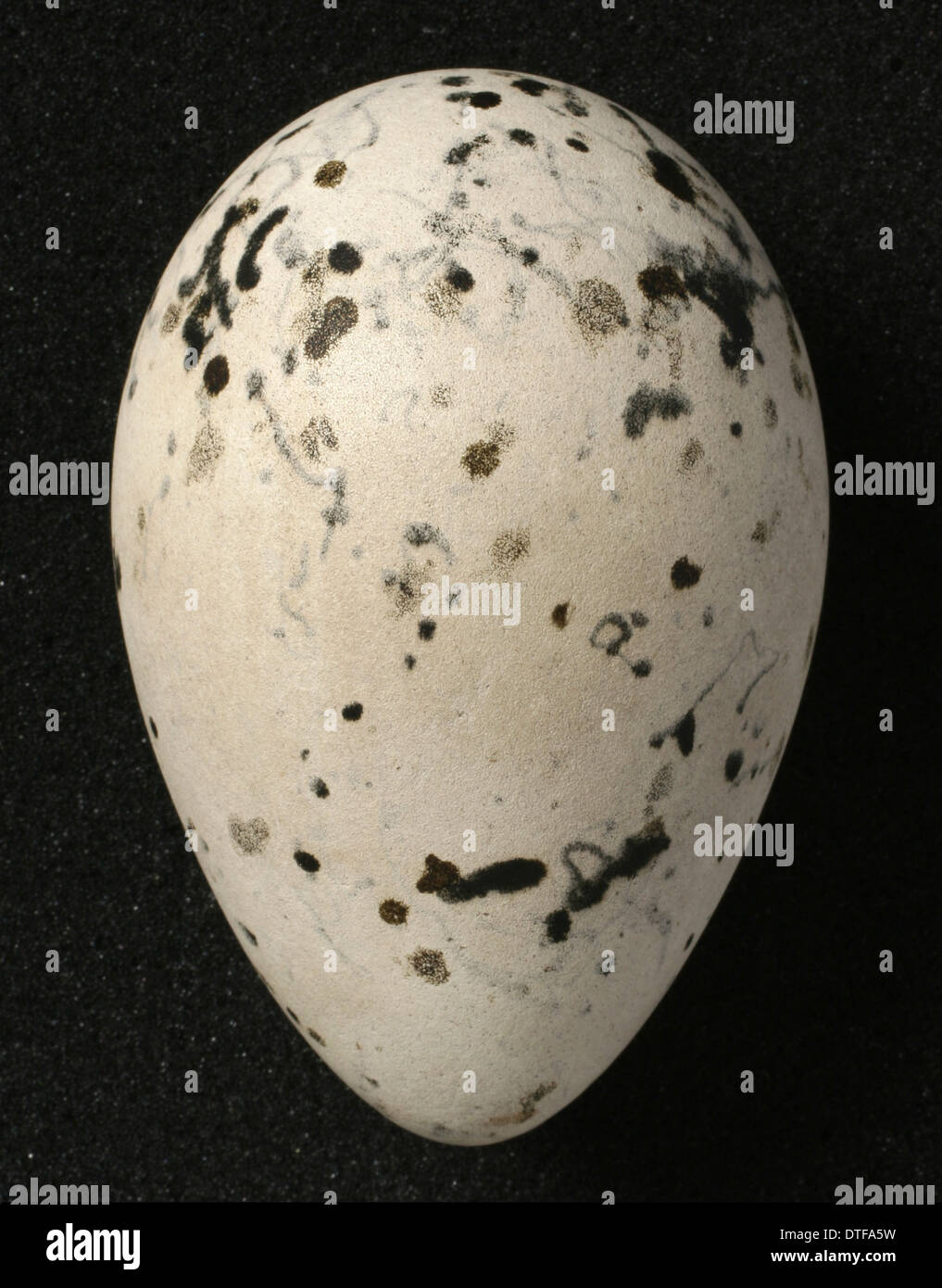 Egg great auk hi-res stock photography and images - Alamy
