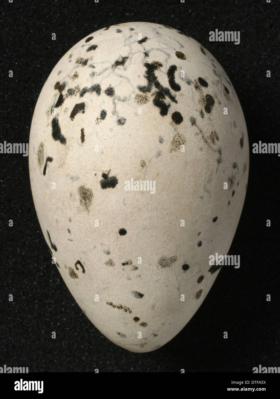 Egg great auk hi-res stock photography and images - Alamy