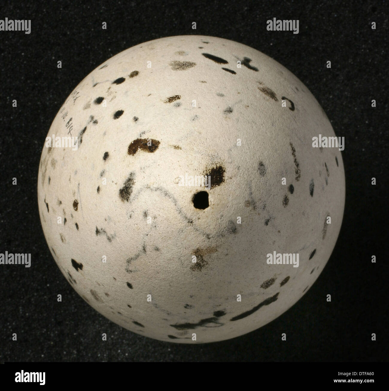 Egg great auk hi-res stock photography and images - Alamy