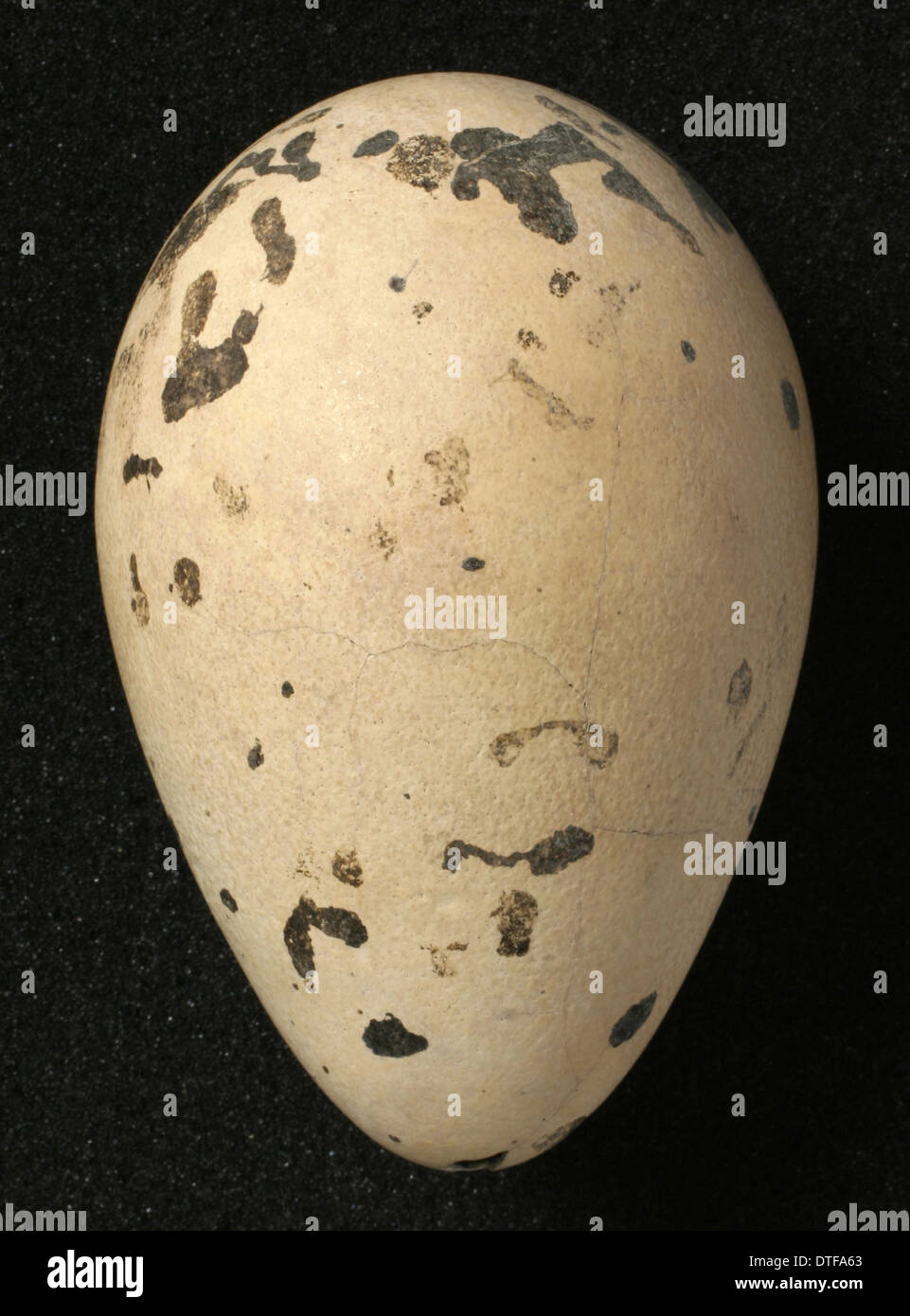 Egg great auk hi-res stock photography and images - Alamy