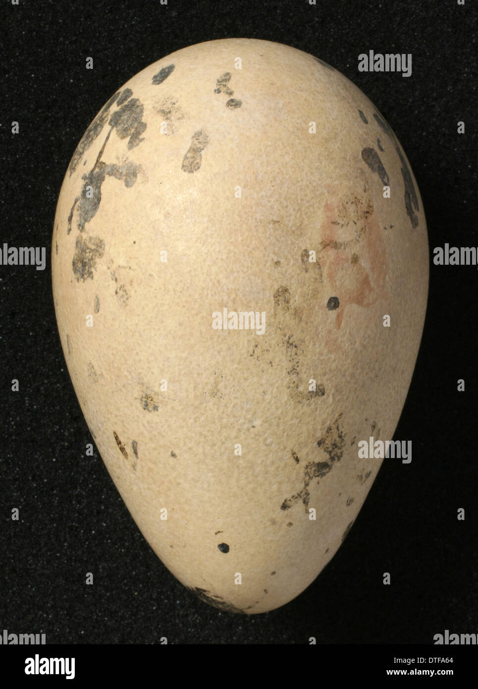 Great auk egg hi-res stock photography and images - Alamy