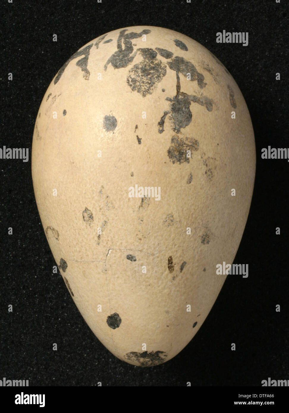 Egg great auk hi-res stock photography and images - Alamy