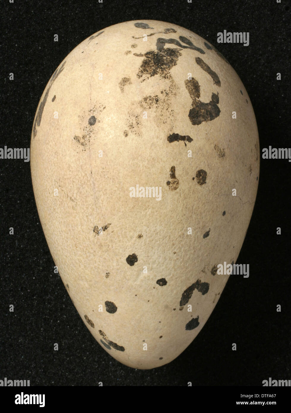 Egg great auk hi-res stock photography and images - Alamy